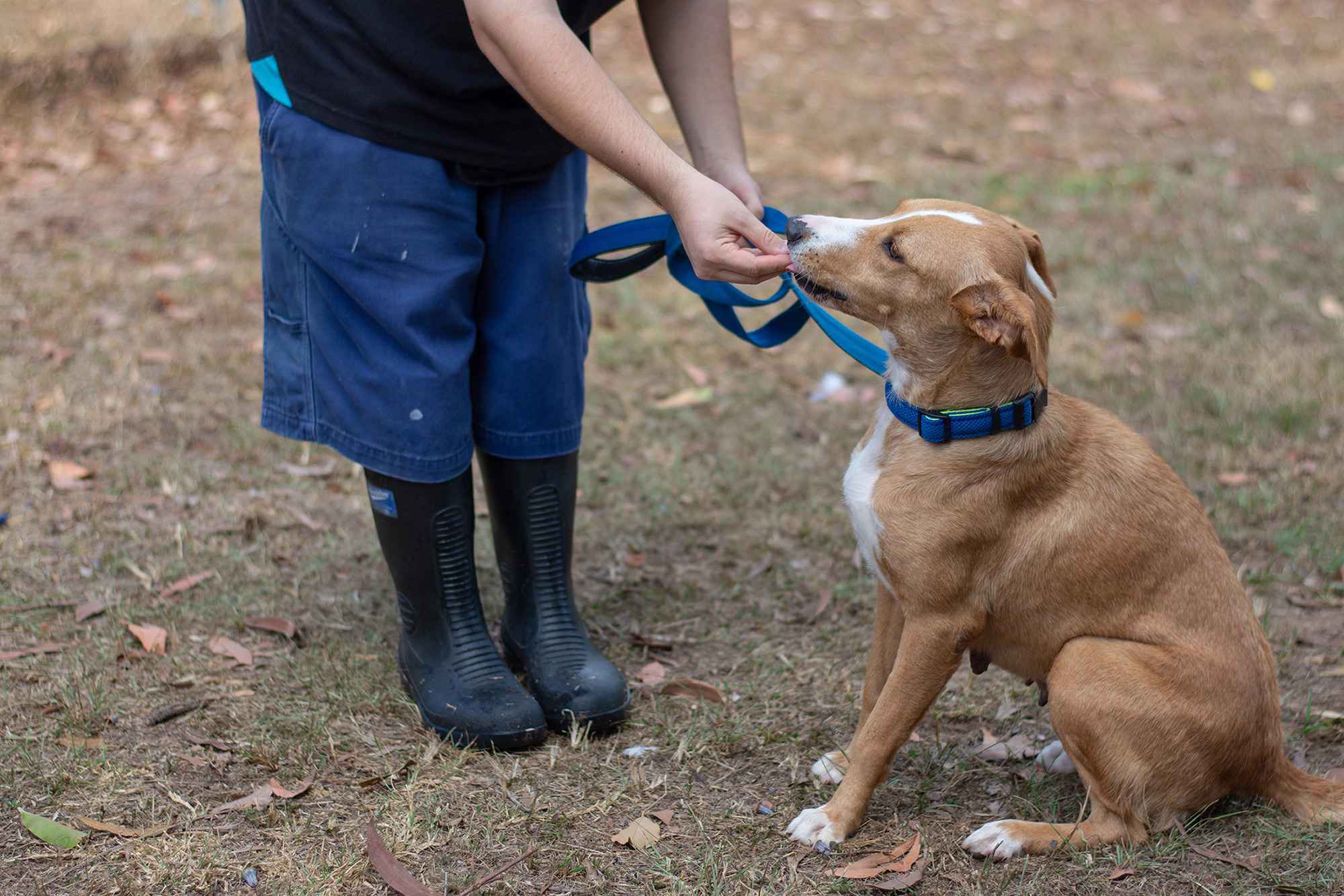 What Does a PetCloud Pet Sitter Do?