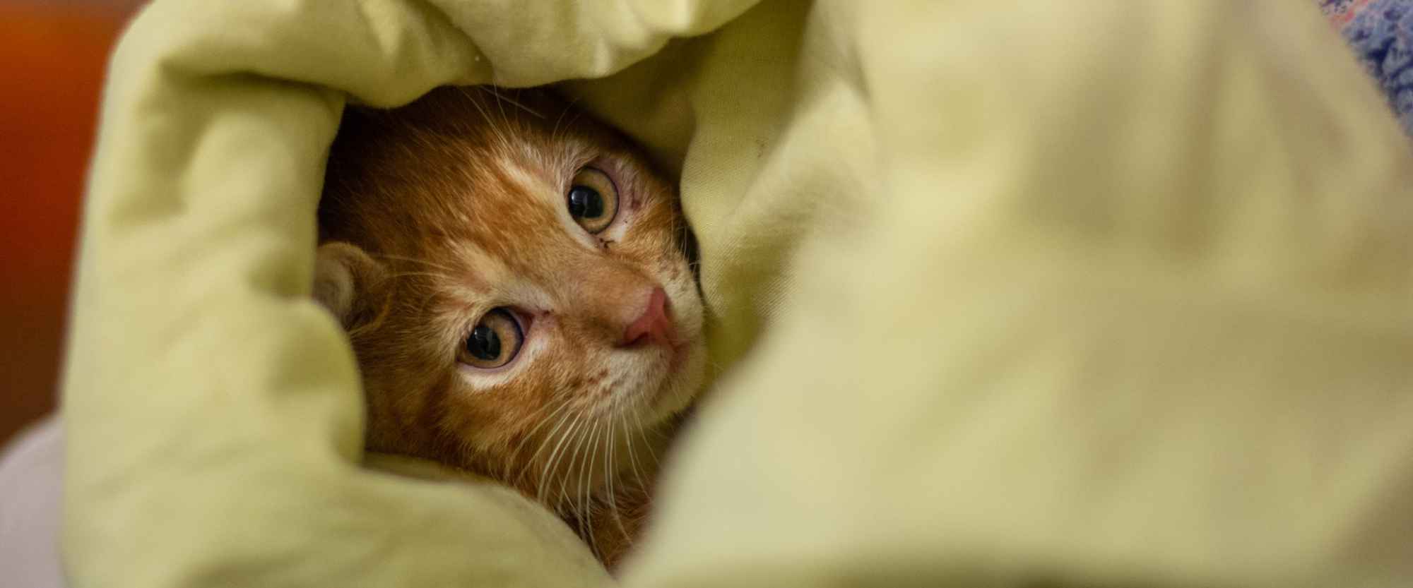 Animal Welfare / Rescue