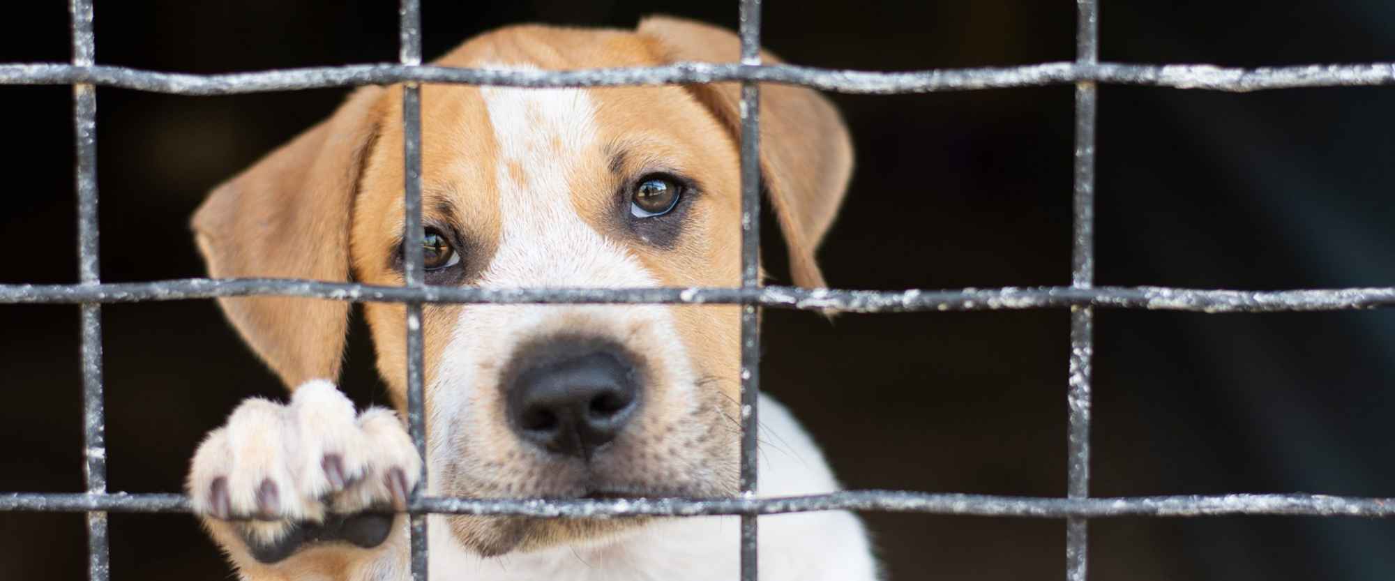 Rescue and Rehabilitate