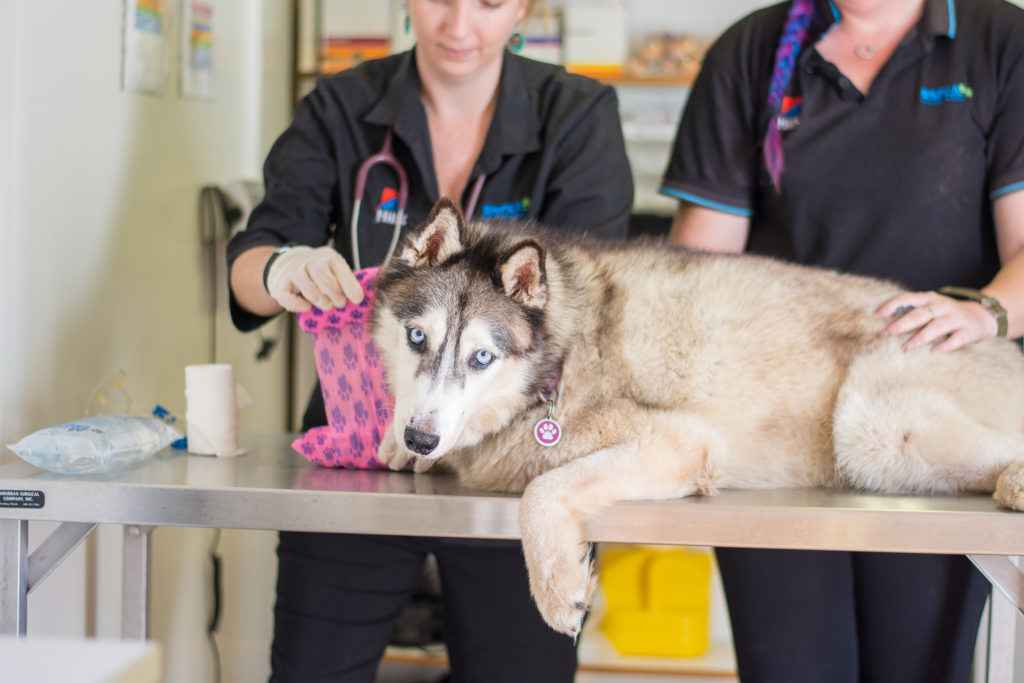 Animal Welfare Science Update