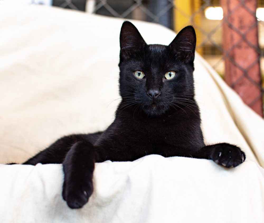 Find out how to become a pet-sitter with PetCloud.