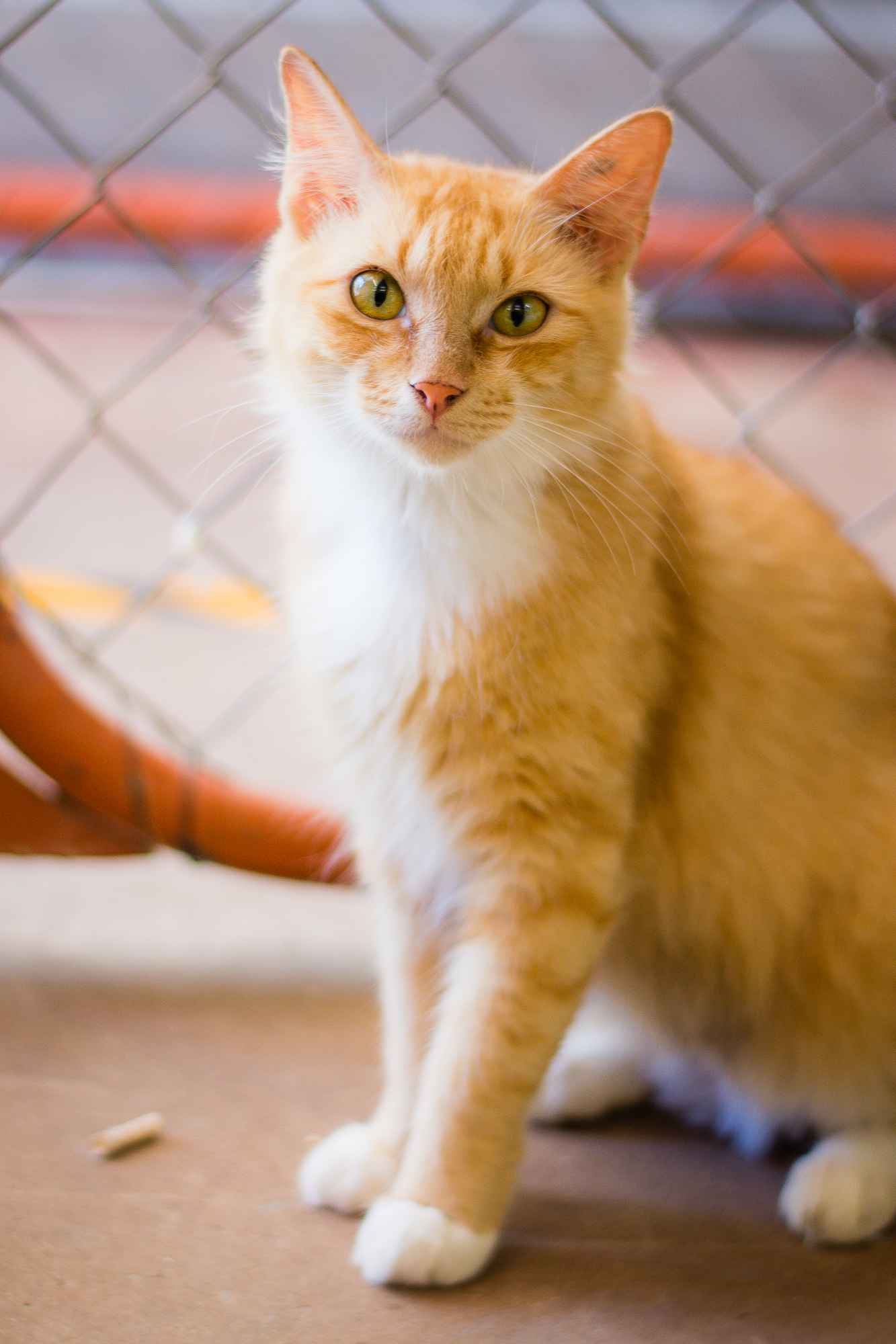 Animal Attendant Volunteer