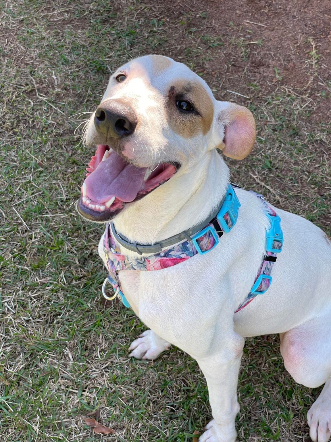 See All Of Our Animals Available For Adoption