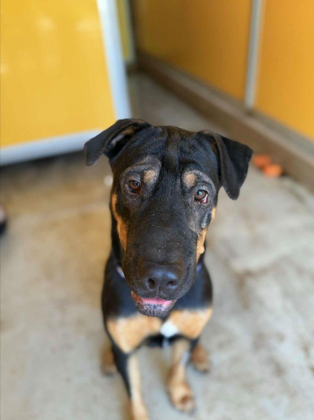 See All Of Our Animals Available For Adoption